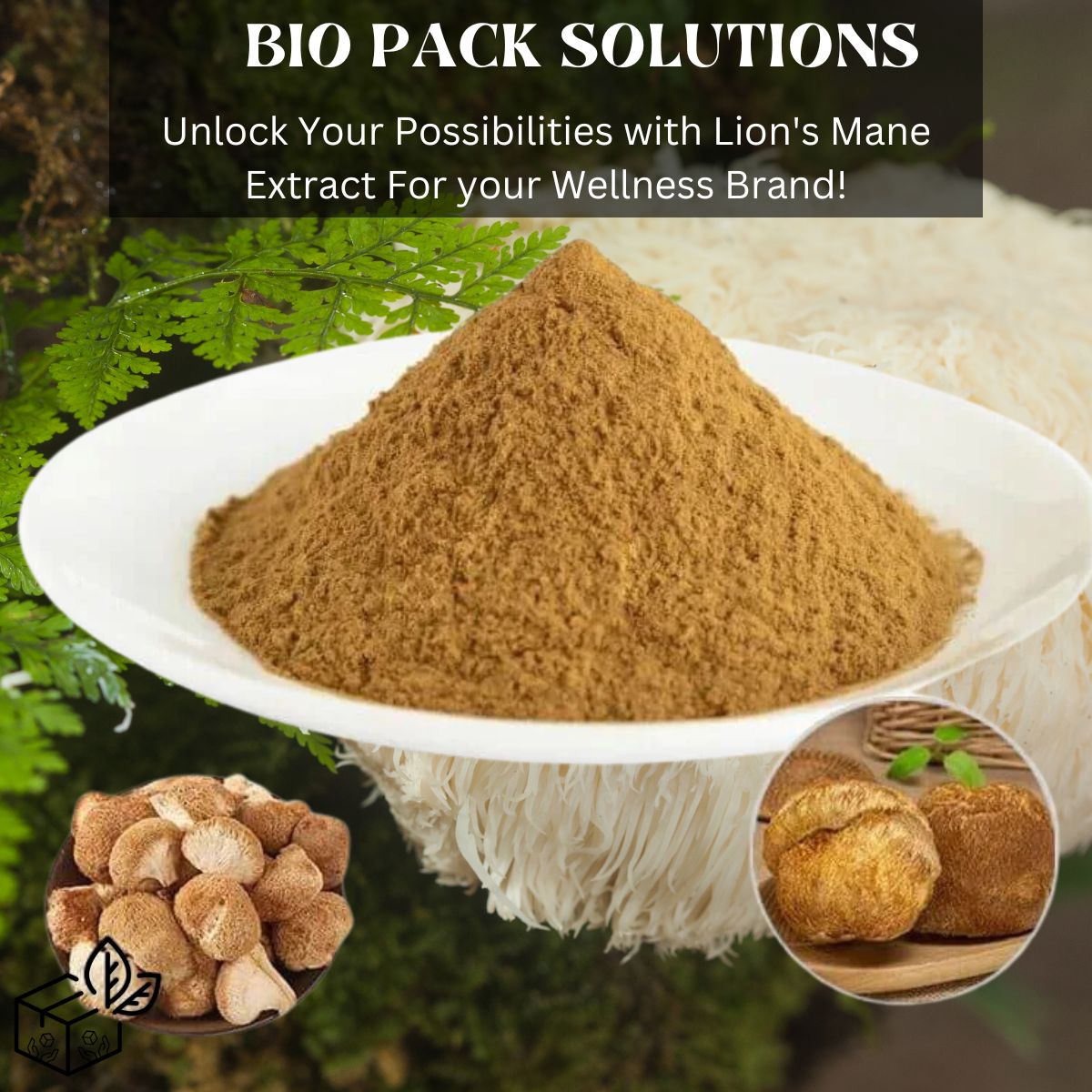 Unveiling The Magic: Lion's Mane And Mushroom Extracts Revolutionize ...
